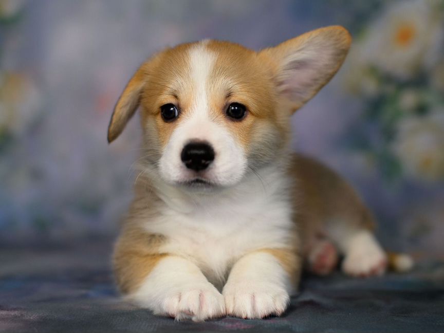 Вельш-корги пемброк кобель