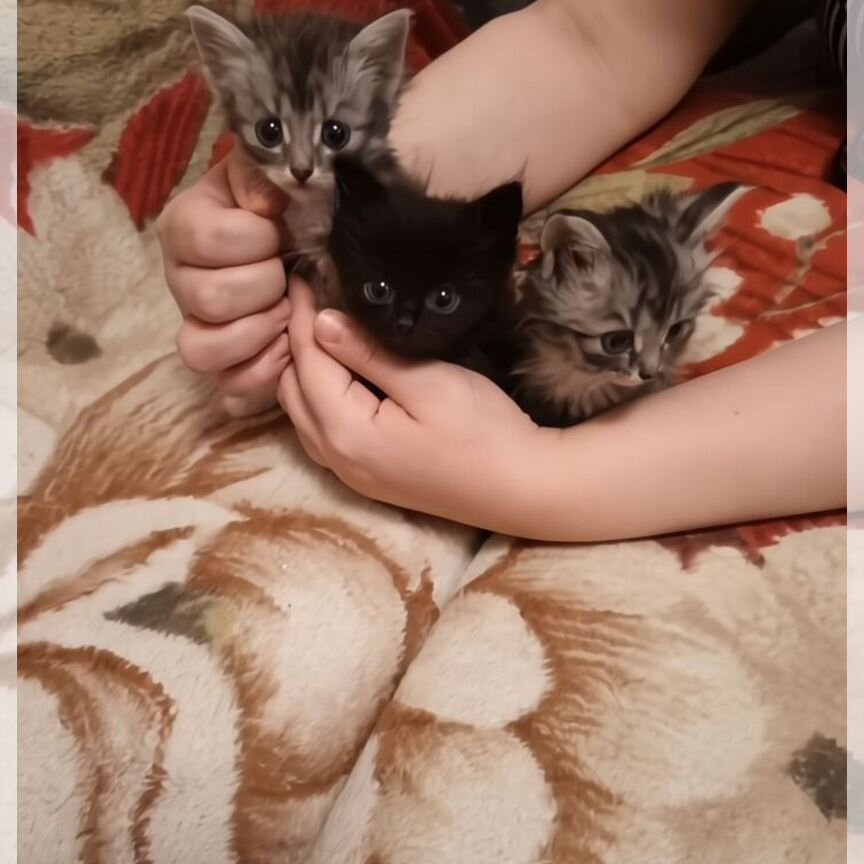 Котёнок в добрые руки