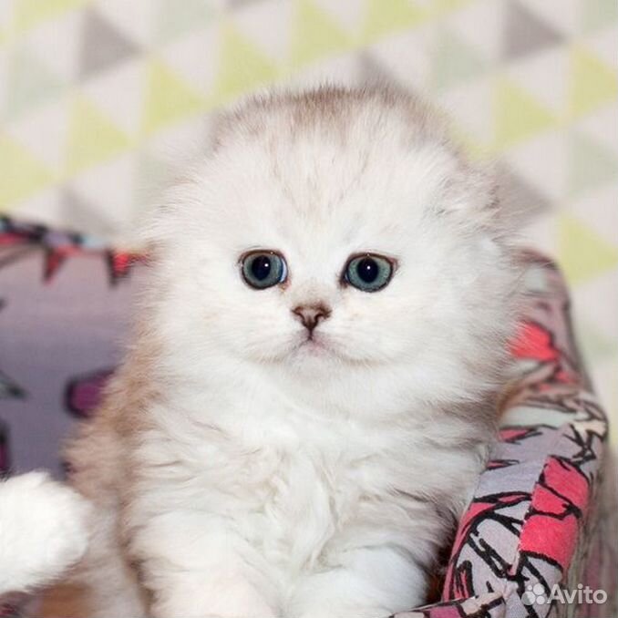 Вислоухие шотландские котята