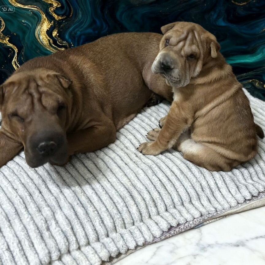 Шарпей, щенок