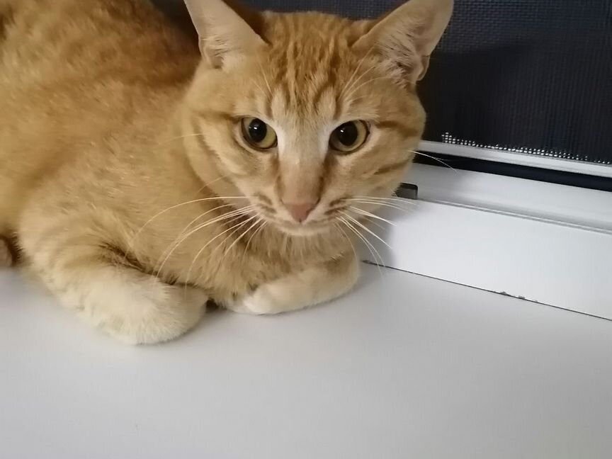 Котик в добрые руки