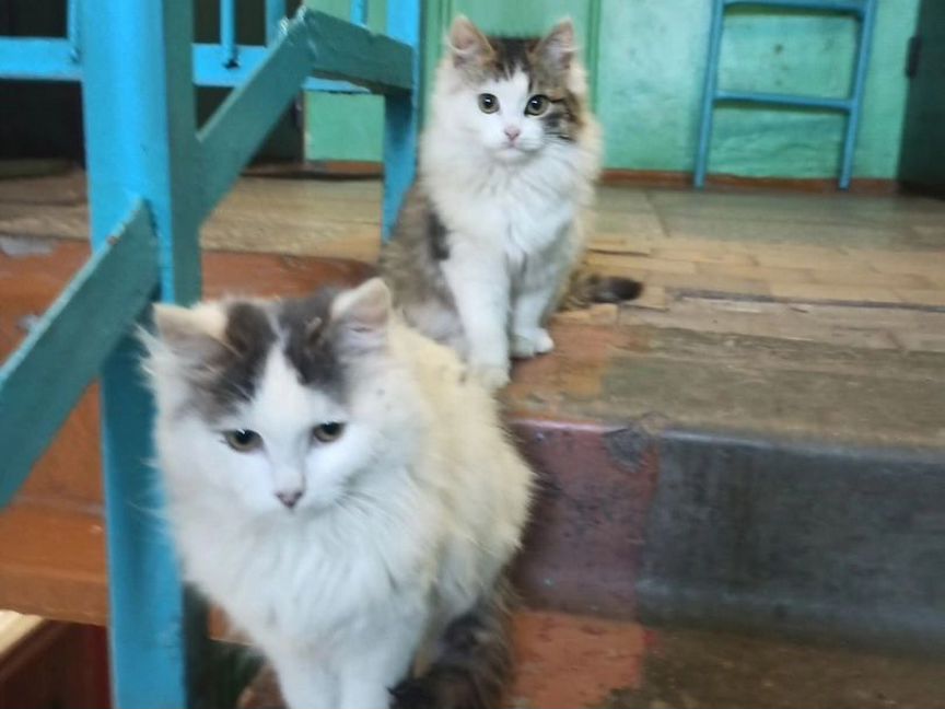 Котята с подъезда 3 мес