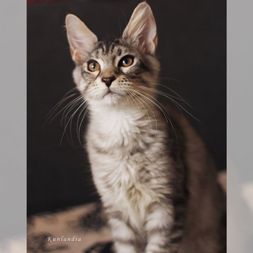 Мейн-кун котёнок