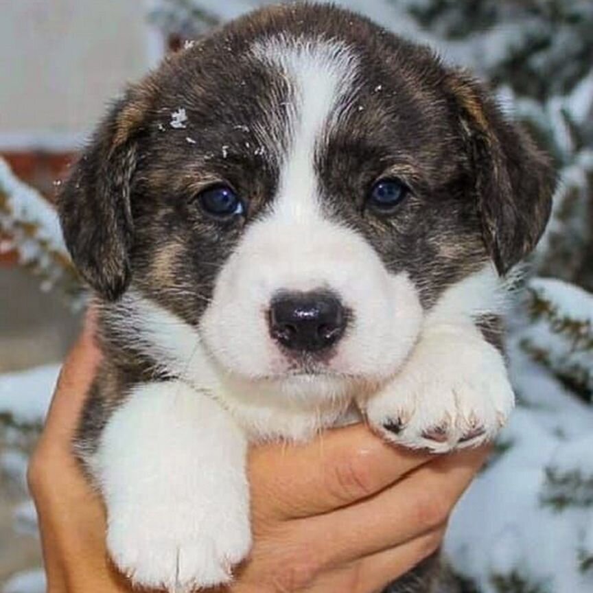 Щенки вельш корги кардиган