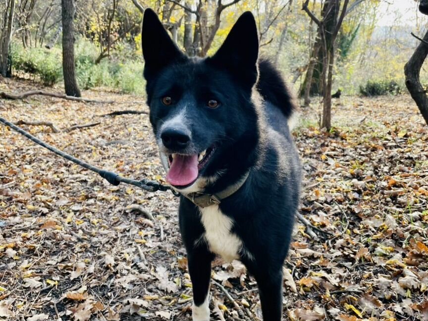 Невероятная собака ищет дом