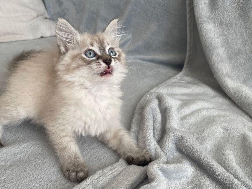 Невские маскарадные гипоаллергенные котята