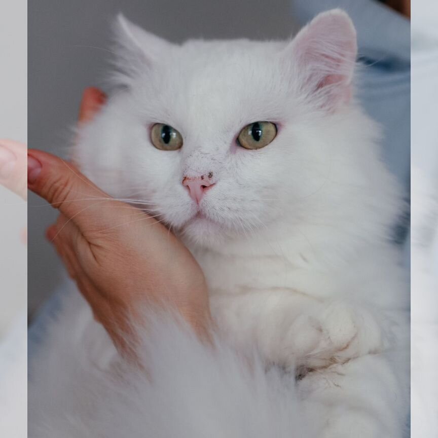 Взрослый кот в добрые руки