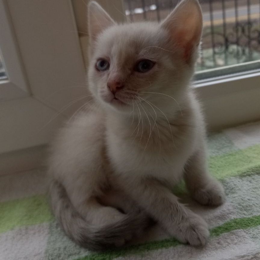 Котеток в добрые руки