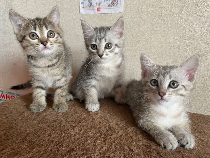 Котята