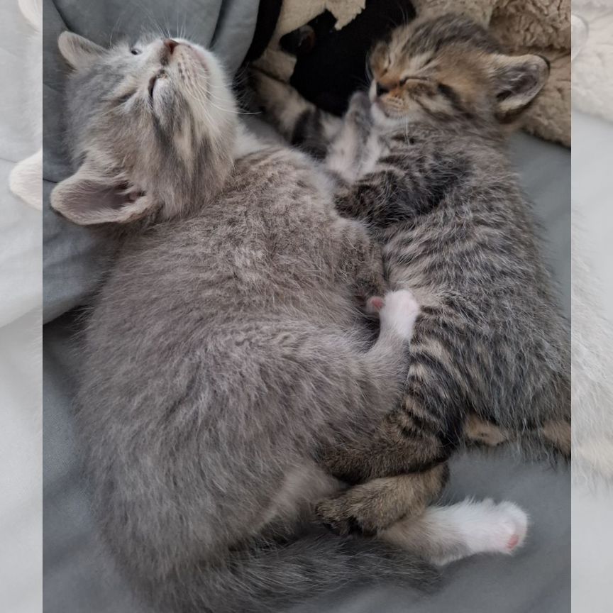 Котёнок от частного владельца