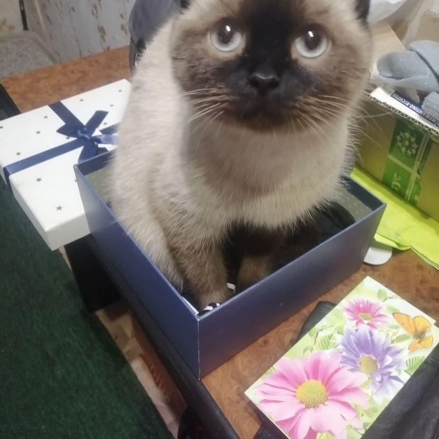 Тайская кошка на вязку