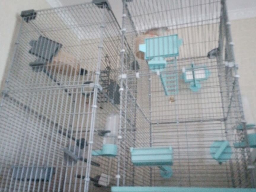 Аммадины домашние