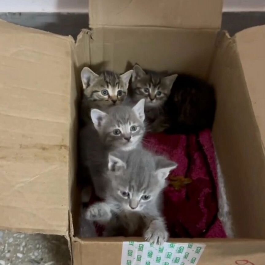 Котята в добрые руки