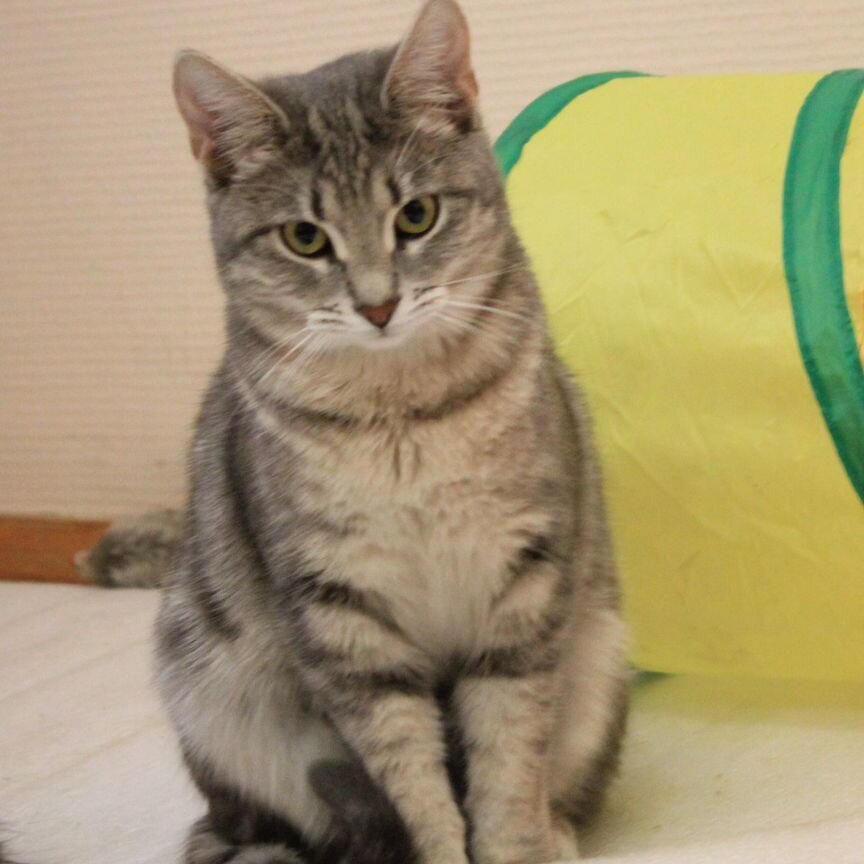 Взрослая, кошка в добрые руки