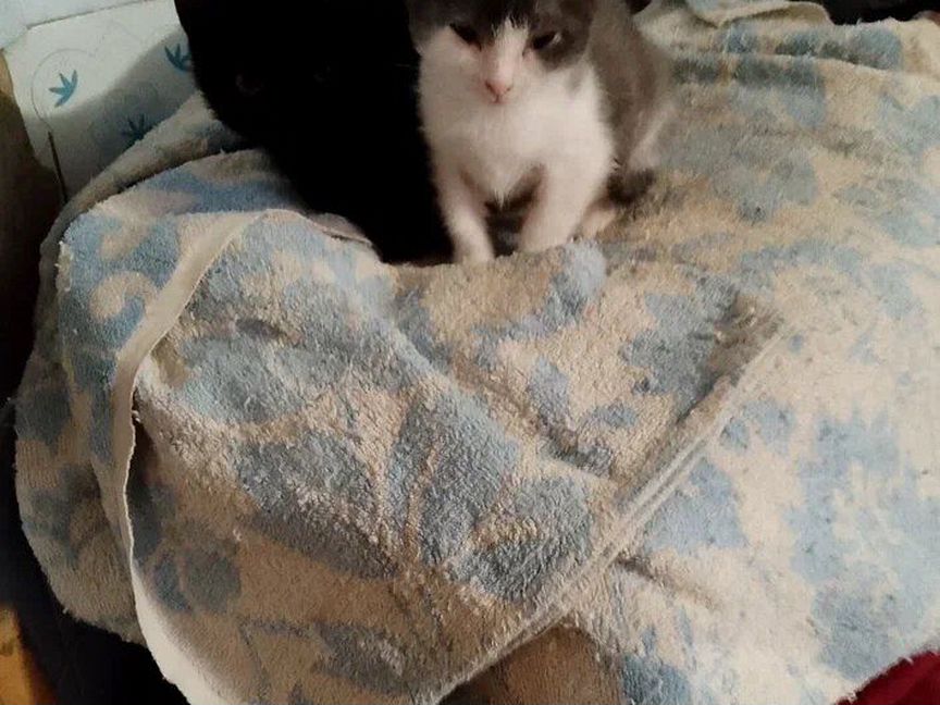 Черный кот