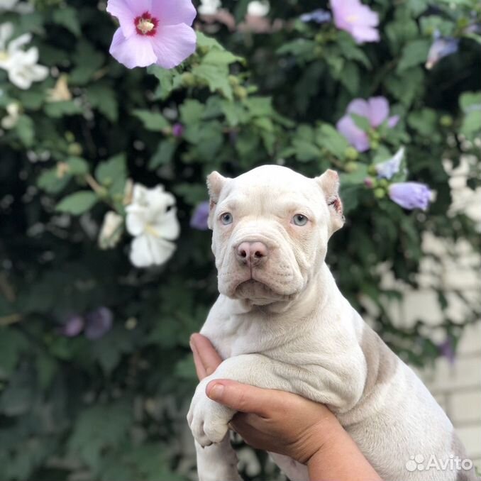 Американский булли мальчик, лиловый мерль