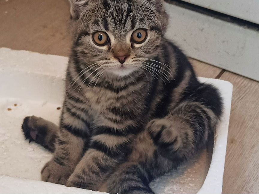 Британский вислоухий котёнок