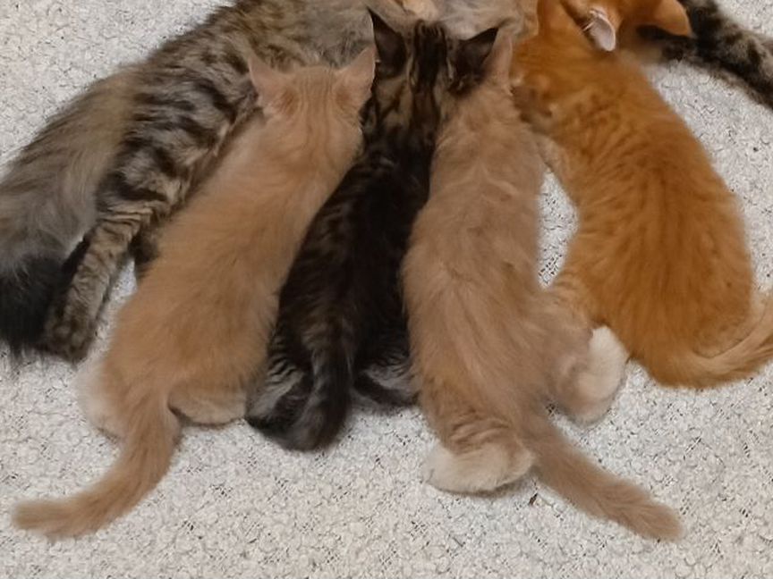 Котята мейн-кун