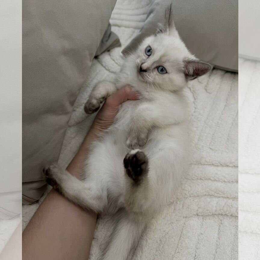 Шотландский прямоухий короткошёрстный котёнок