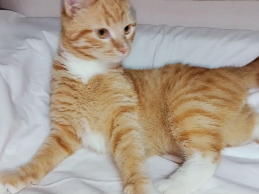 Котенок рыжик восемь месяцев месяцев