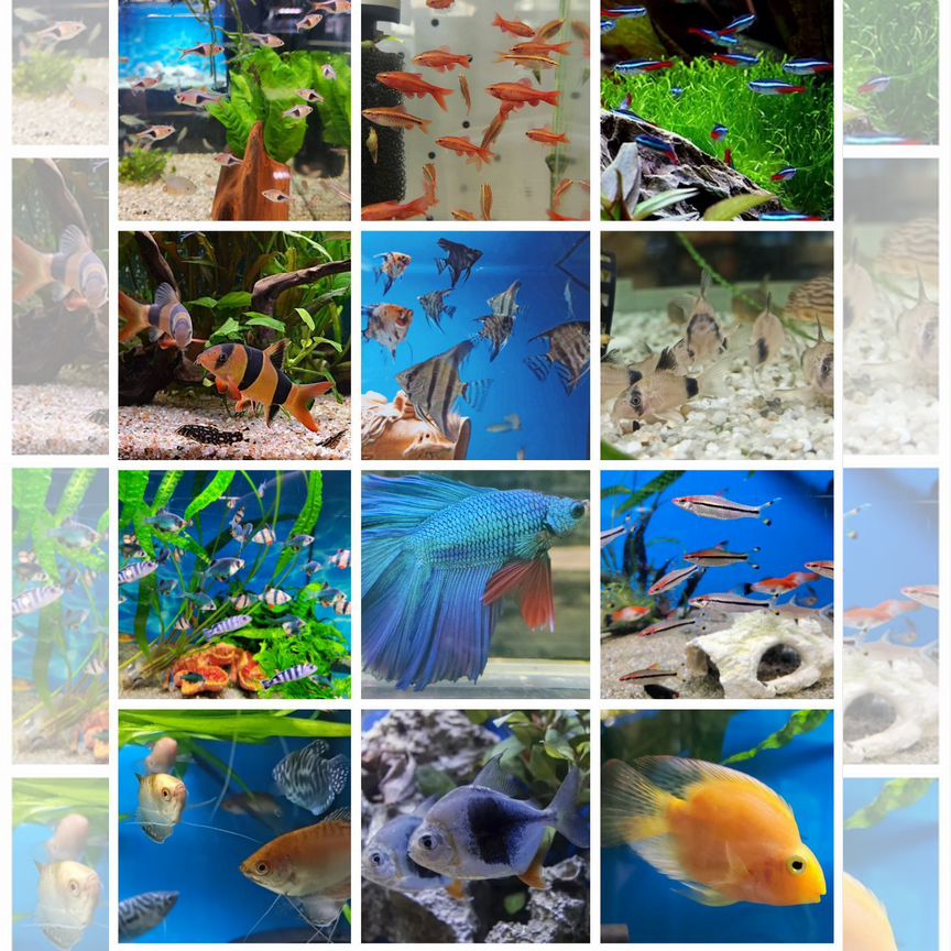 Аквариумные рыбки