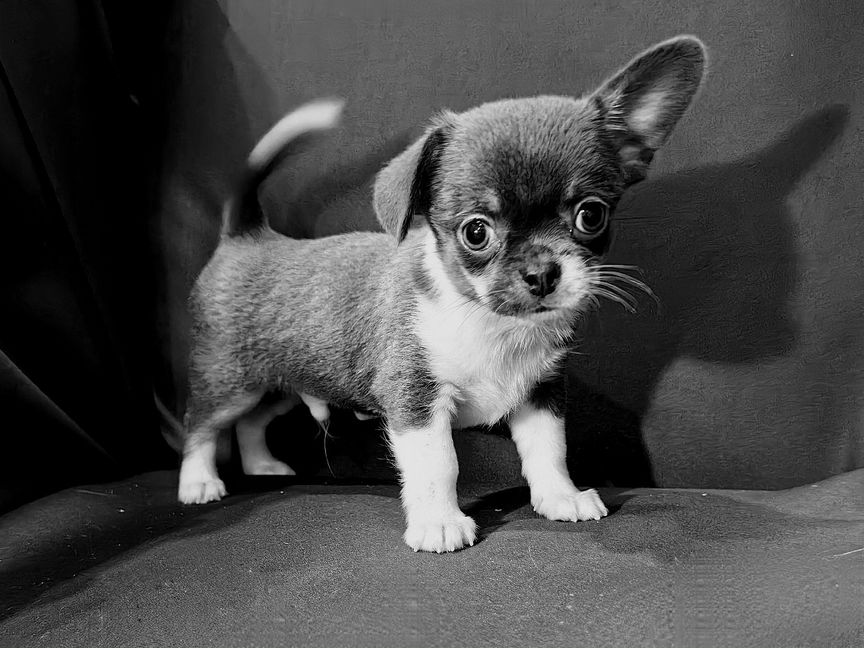 Голубой чихуахуа