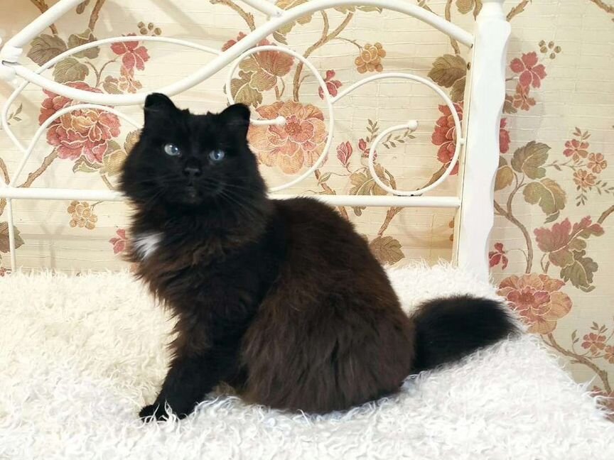 Кошечка Бренда