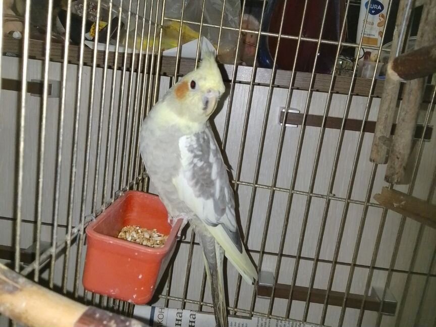 Попугай Корелла