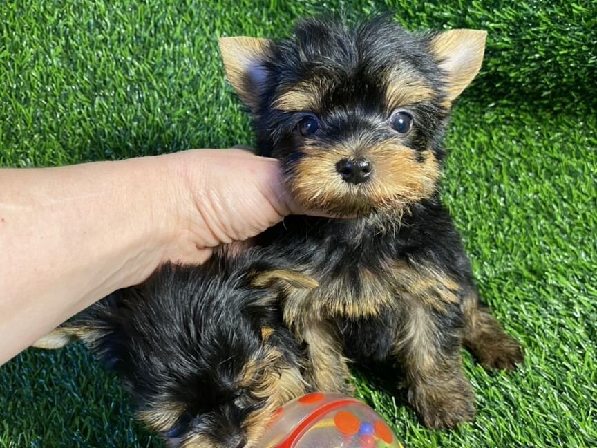 Йоркширский терьер