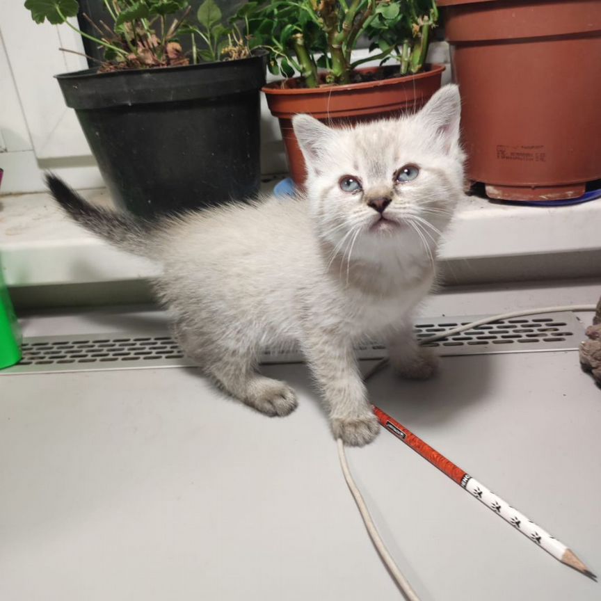 Британские котята