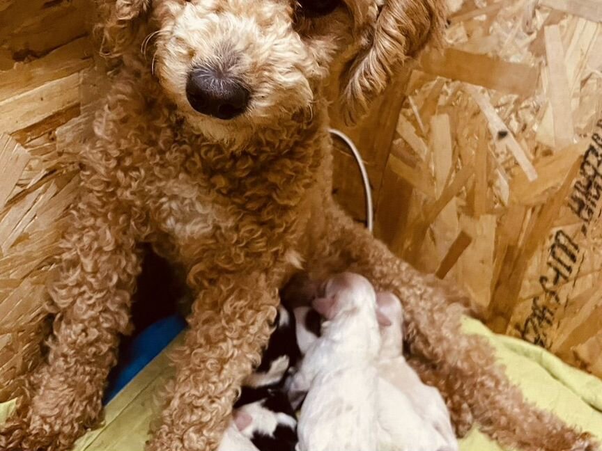 Карликовый пудель