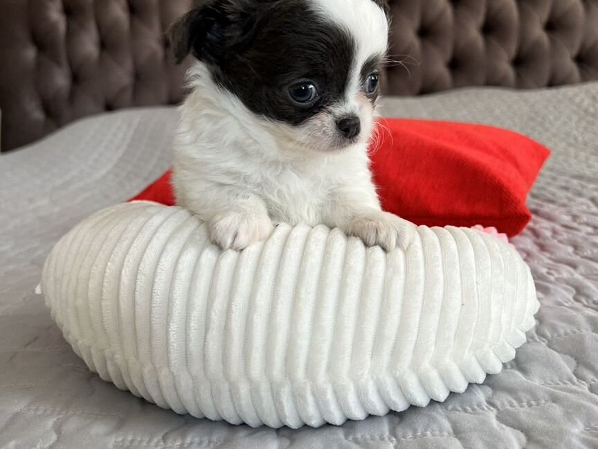 Кукольные щенки чихуахуа, в экстремальном типе