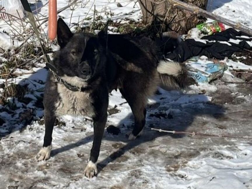 Собака без лапки