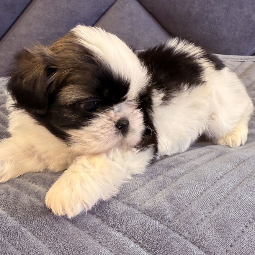 Ши-тцу, щенок