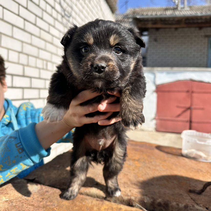 Щенок в добрые руки бесплатно
