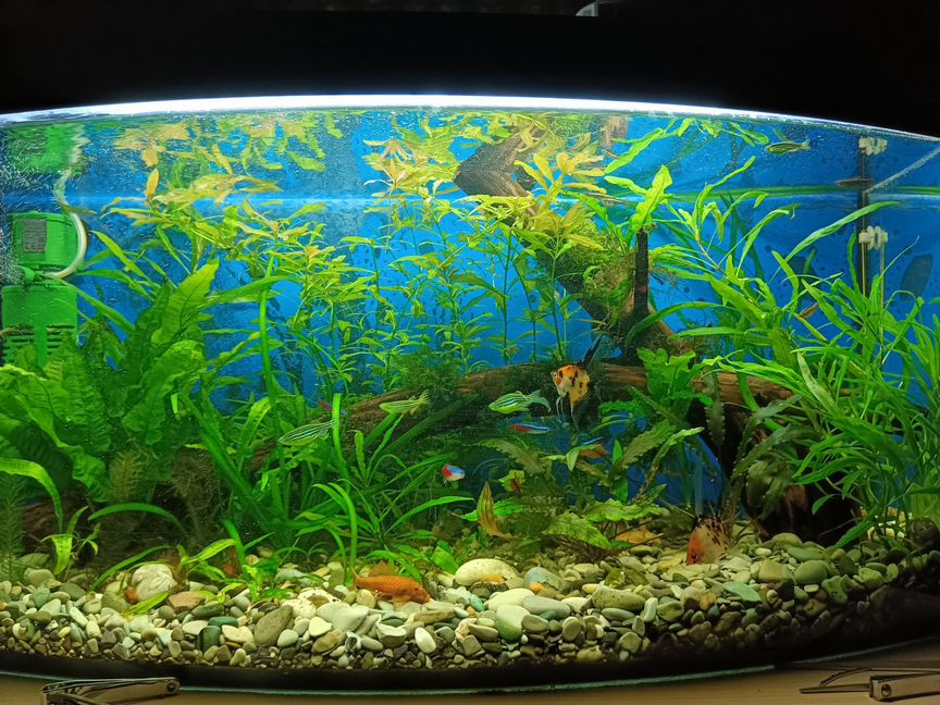 Аквариумные рыбки Меченосцы прилипалы растения