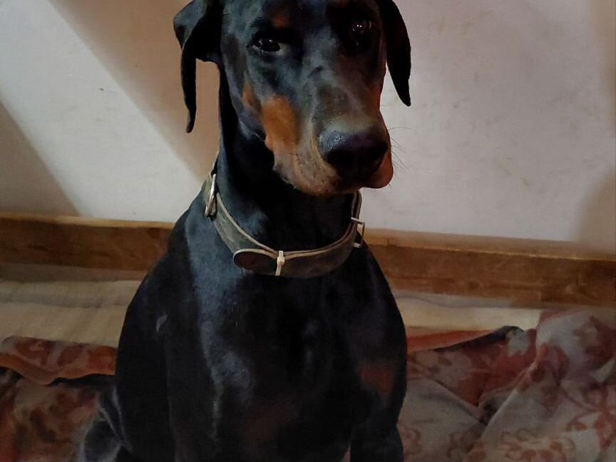 Доберман Вязка