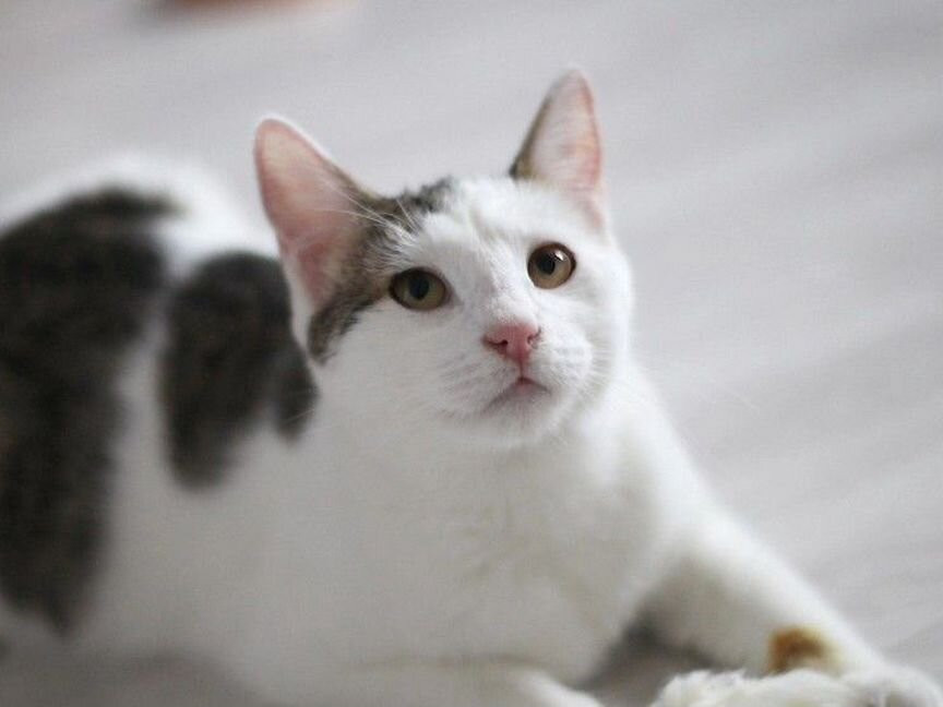 Кошечка из приюта ищет дом