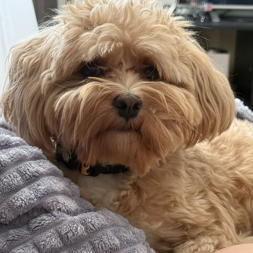 Мальтипу, взрослый пёс