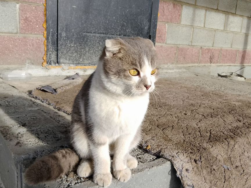 Вислоухий кот