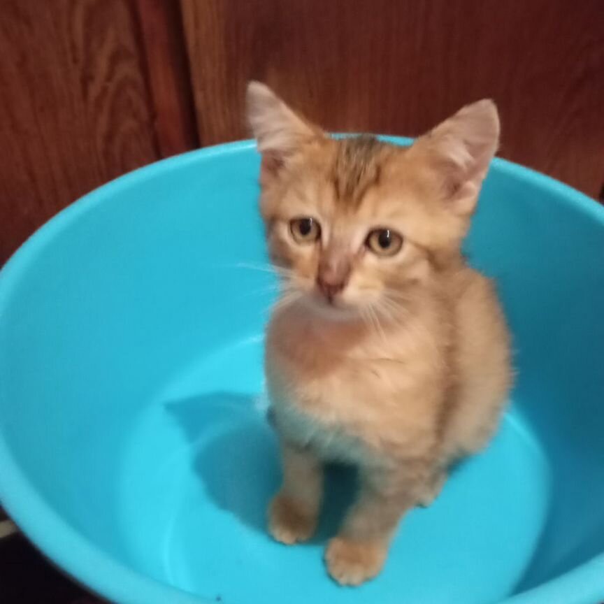 Котёнок в добрые руки