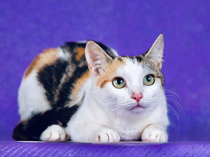 Кошки в добрые руки