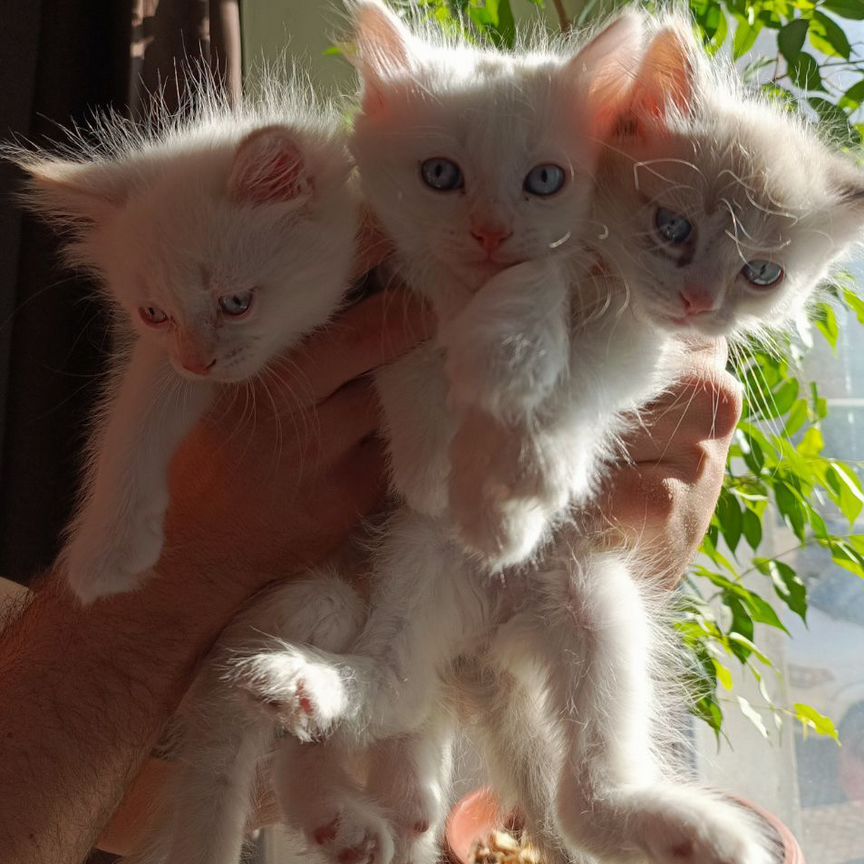 Котята в добрые руки