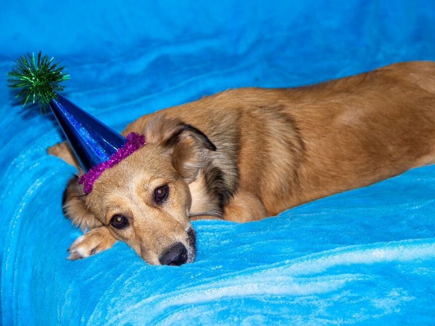 Подарите мне дом на праздники