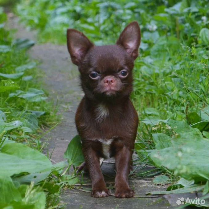 Очаровательный курносик