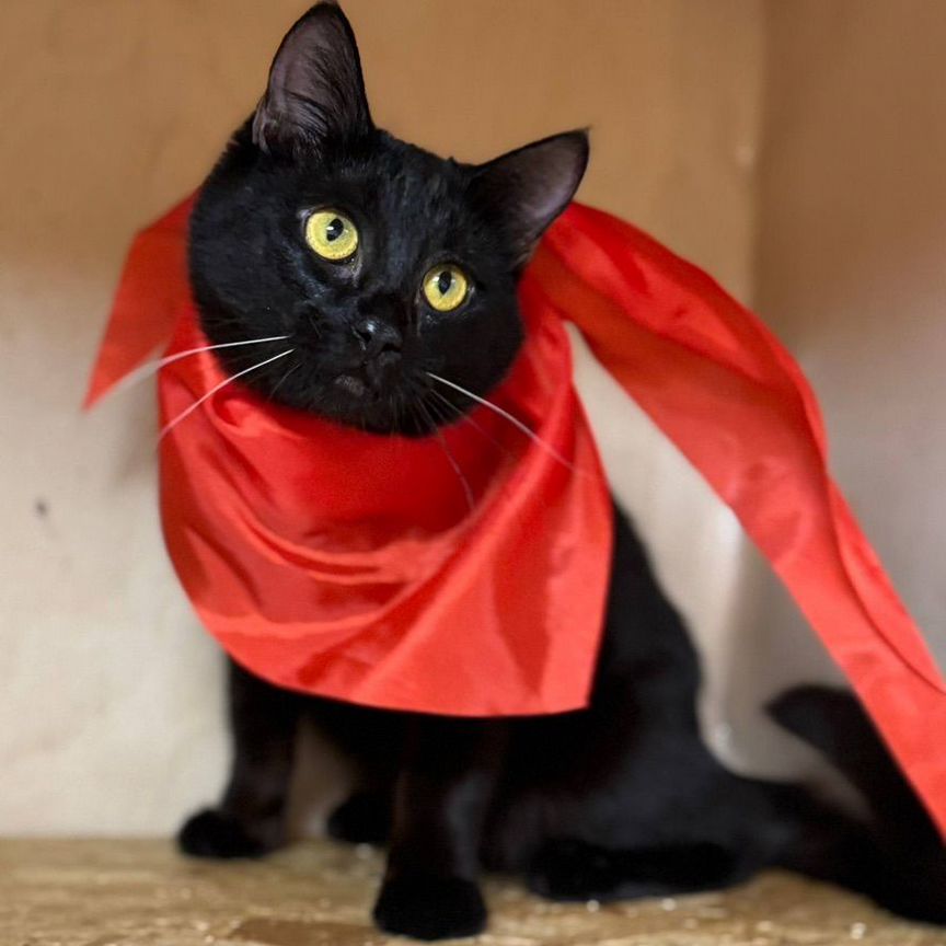 Взрослая, кошка в добрые руки