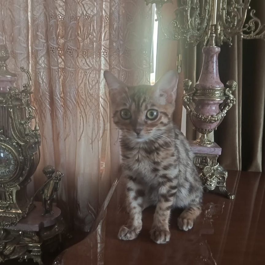 Бенгалочка