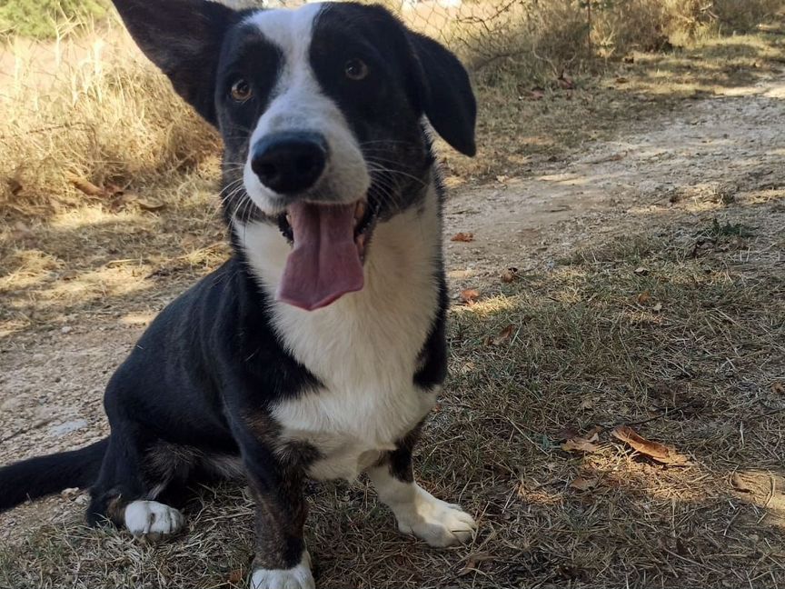 Вельш корги кардиган в хорошие руки