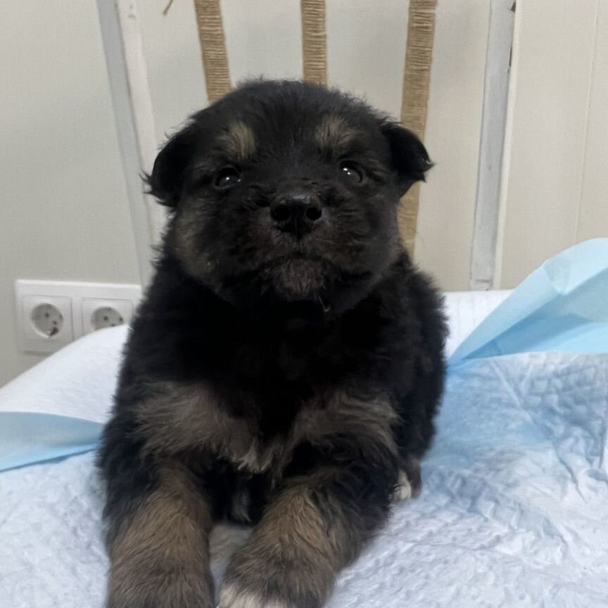 Щенки в добрые руки