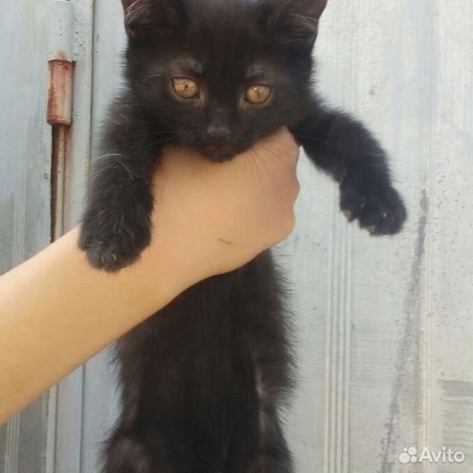 Котёнок черный девочка ищет хорошего хозяина